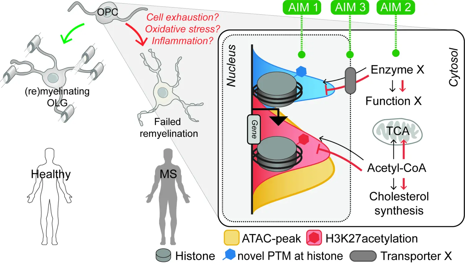Team Metabolic-epigenetic interplay in glial cells - Karl Carlström ...